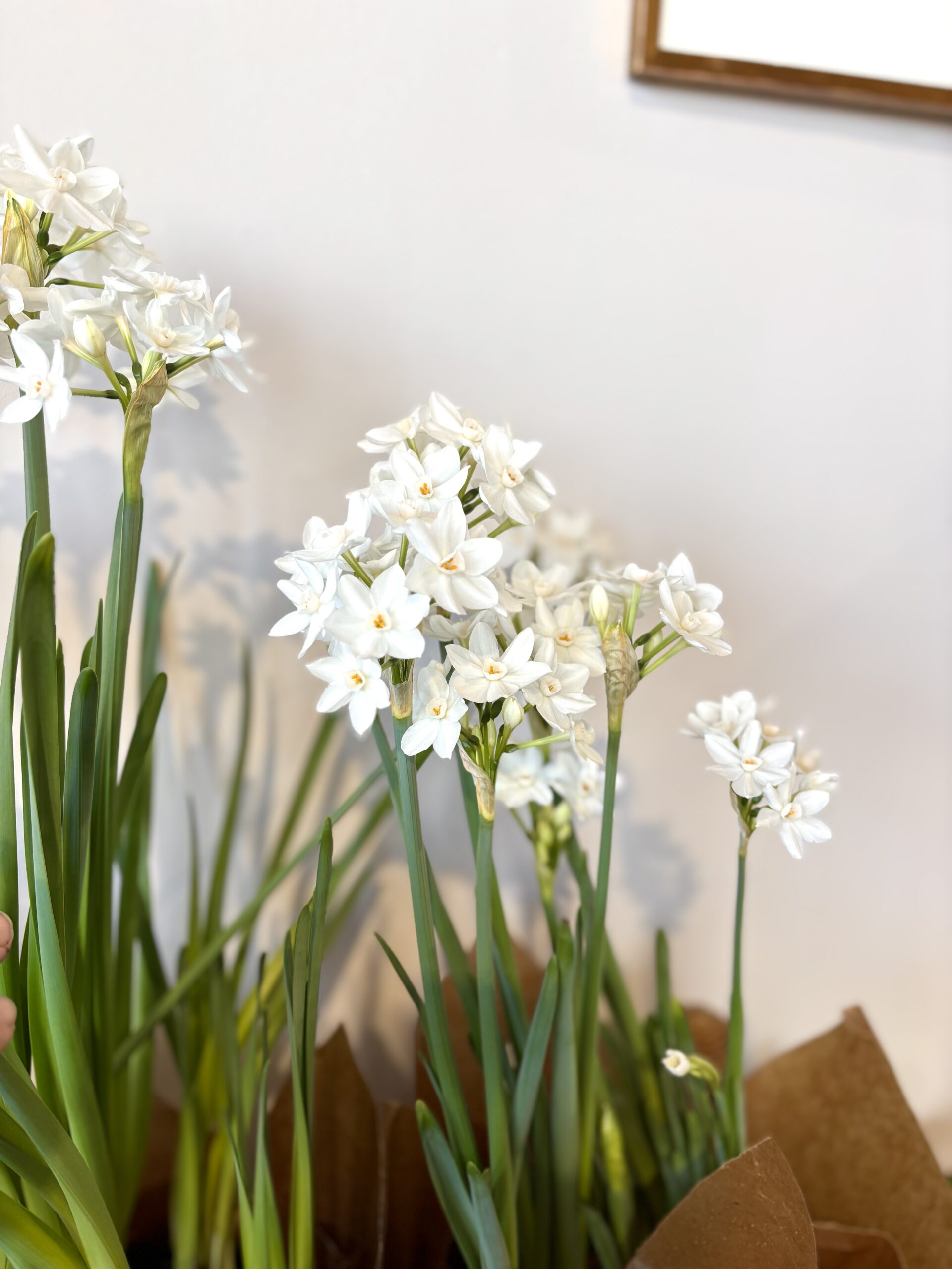 Paper Wrapped Paperwhite Bulbs